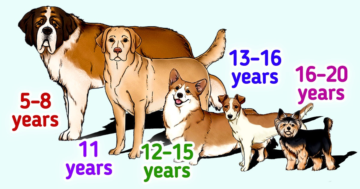 A Guide to How Long Various Dog Breeds Live / Bright Side A Guide to How Long Various Dog Breeds Live / Bright Side