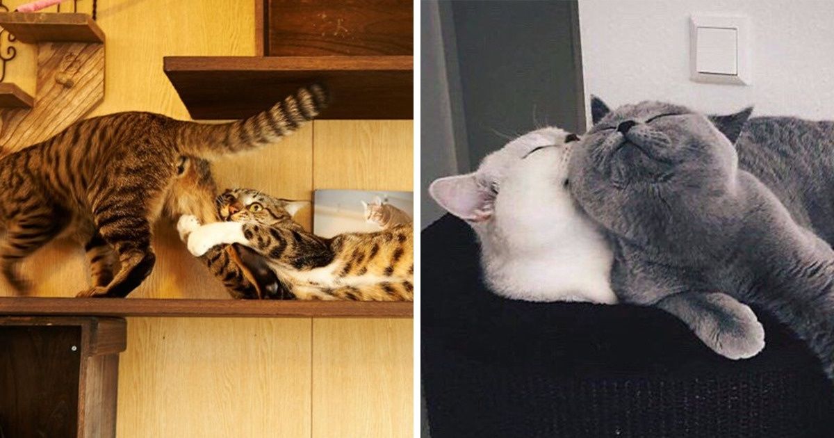 22 Adorable Cat Couples That Will Prove True Love Does Exist Bright Side