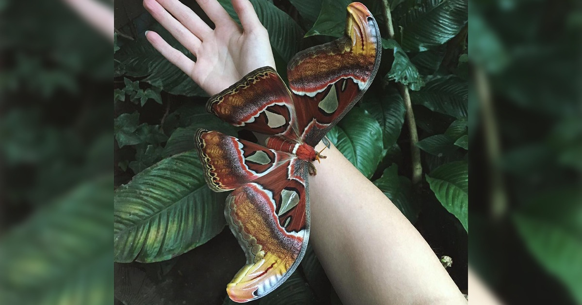 Real Rare Images Of Nature