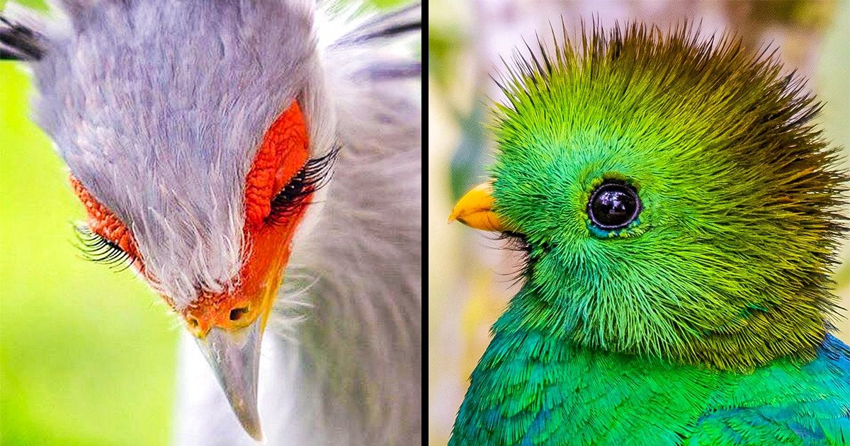20 Beautiful Animals We Can t Stop Staring At Bright Side