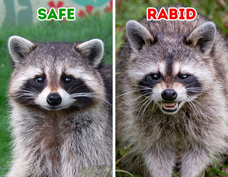 What Animals Have Rabies At Germaine Dunham Blog