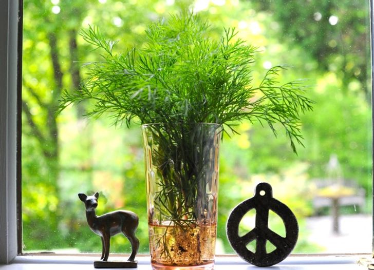 5 Daun-daun Bumbu Rempah yang Dapat Ditanam di Dalam Dapur, Mudah dan ...