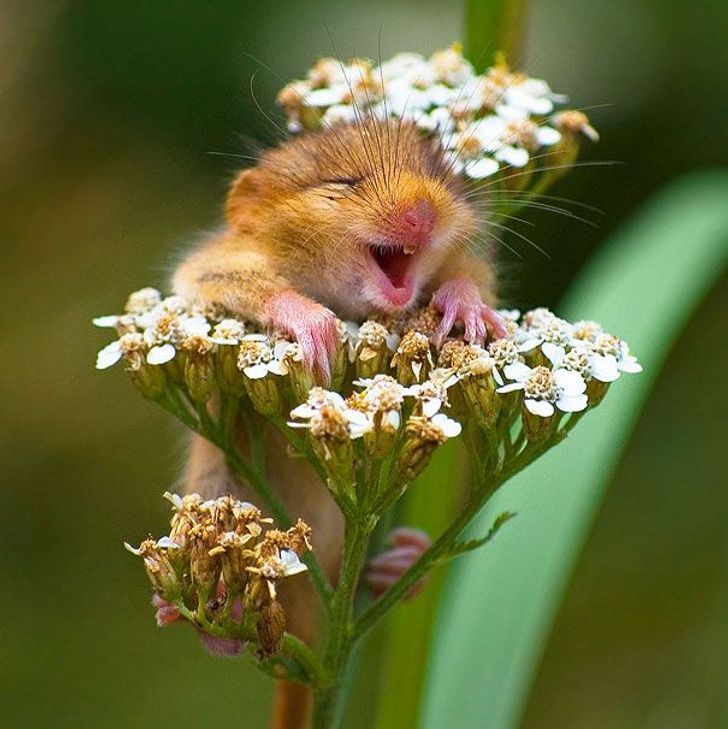 22 Animals That Seem To Be Extremely Happy 22 Animals That Seem To Be Extremely Happy