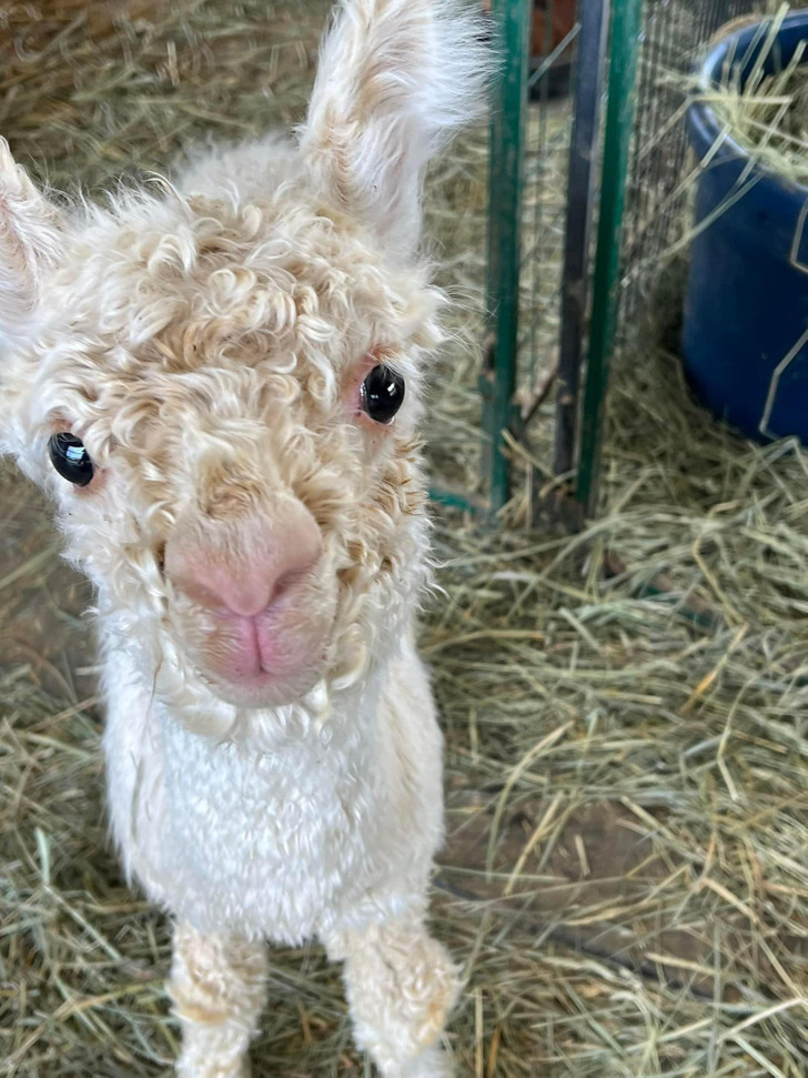 18 Amusing Photos That Are Sure to Spark Plenty of Giggles and Smiles ...