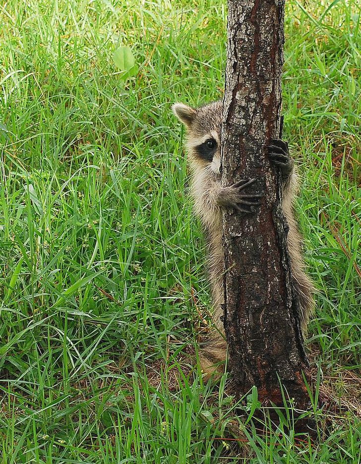 20-essential-rules-of-life-as-revealed-by-adorable-raccoons